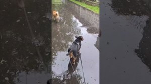 Прогулка с двумя собаками
