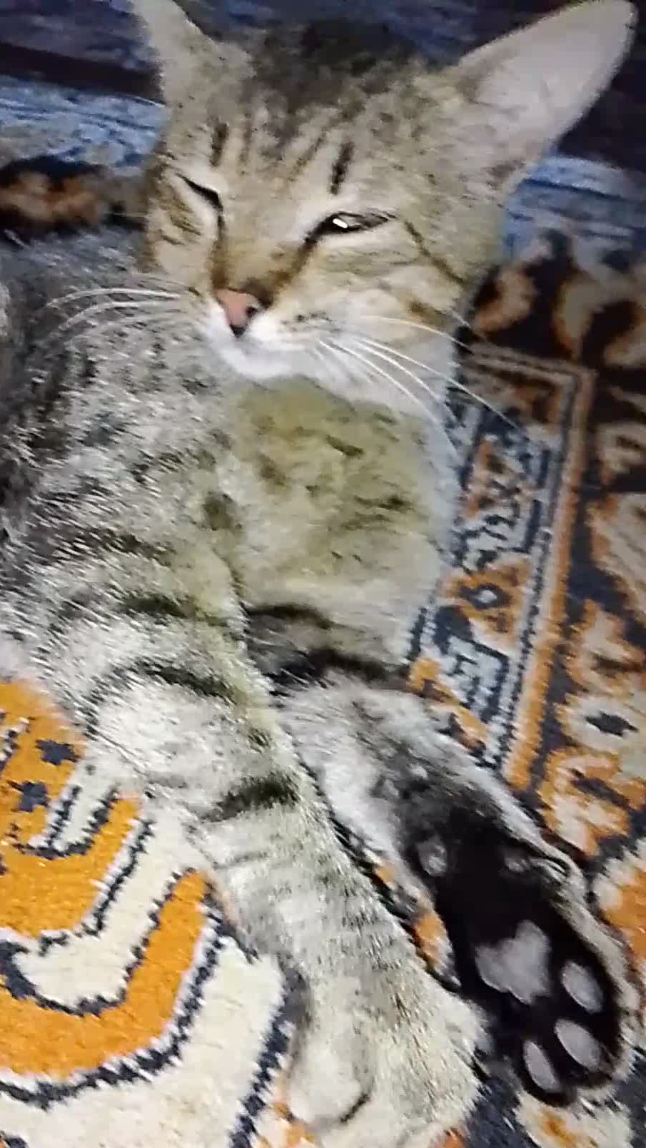 Так жрать хочется!😻 Мама, я пришел! Ну, покорми меня!😁 Смешные животные