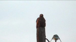 Коршун, июль.