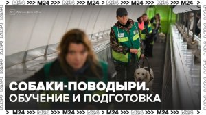 Москвичам рассказали об обучении собак-поводырей - Москва 24