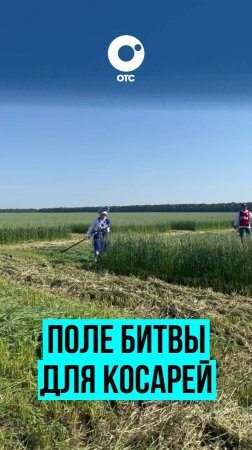 Захватывающие соревнования косарей проходит в рамках XI Летней Спартакиады  в Сузунском районе