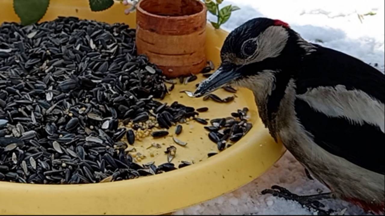 Наблюдение за птицами (10.04.2025 года)