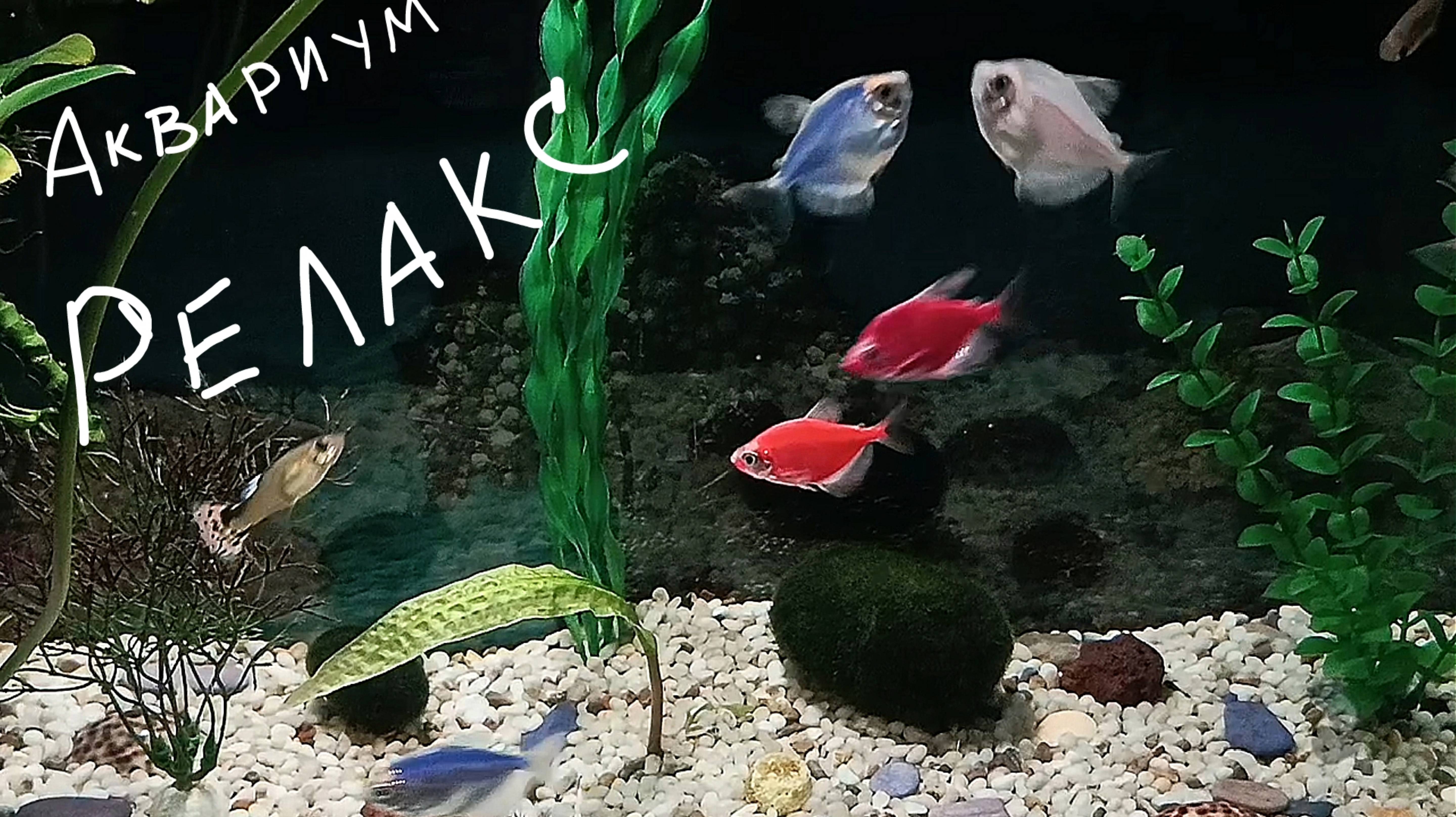 Аквариум релакс. Музыка и звуки моря