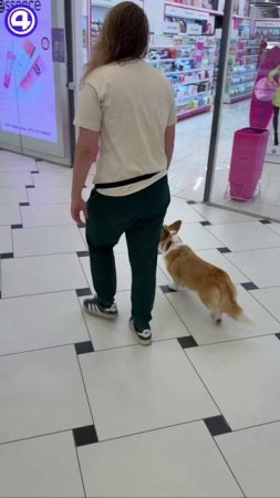 Как охрана реагирует на собак в ТЦ