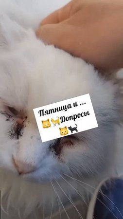 #котики #кошка #киса #домашниеживотные #кошки #пес #собакадругчеловека #собака #собаки #щенок #мими