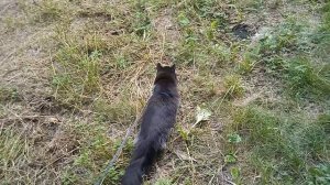 Котик Мишка на обходе.