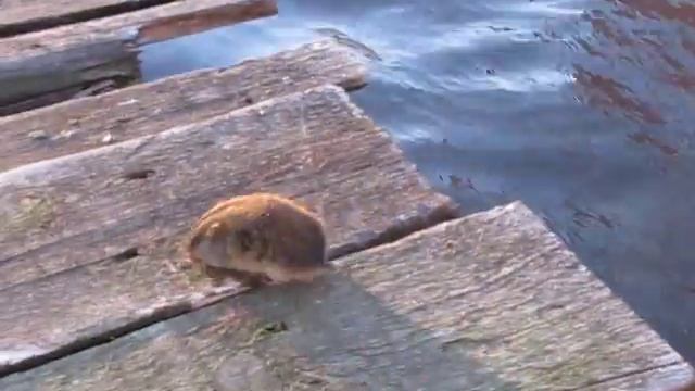 Лемминг! Видео.
