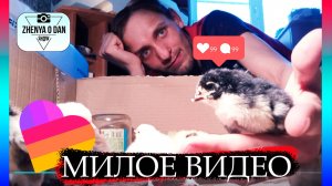 Милое видео специально для вас!) Невероятная милота