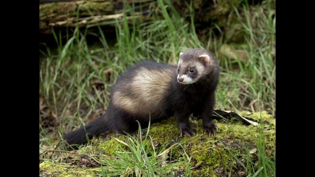 Хорек-троглодит