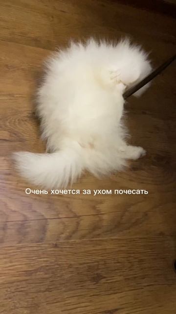 Веселее будни щенка Юши