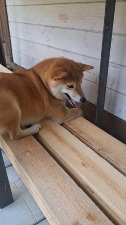 Леечка