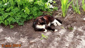 Котики (май 2024).