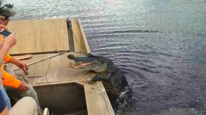 Удивительные случаи с КРОКОДИЛАМИ, снятые на видео!