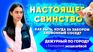 Что делать, когда соседи - настоящие свиньи? | ДПГ. Неделя