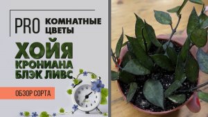 Хойя крониана Блэк Ливс. Обзор сорта. Миниатюрное и изящное ампельное растение.