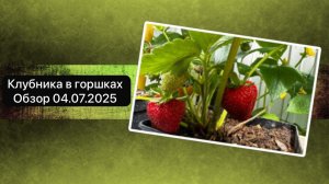 Клубника в горшках обзор 4 июля.