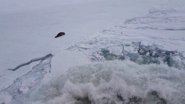 Напугали бедолагу! Видео.