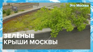 Как устроены зелёные крыши в Москве?|Это Москва — Москва 24|Контент