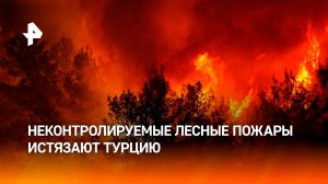 Два человека погибли во время лесных пожаров в Турции