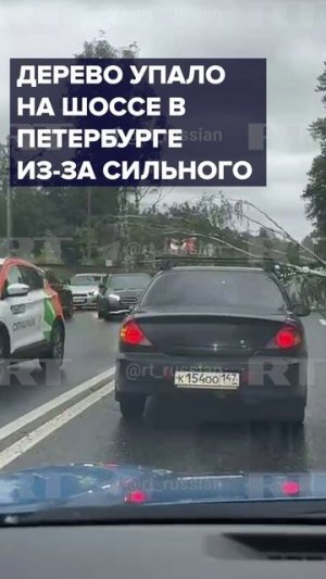 Искрящие провода, упавшее на шоссе дерево: последствия сильного ветра в Петербурге
