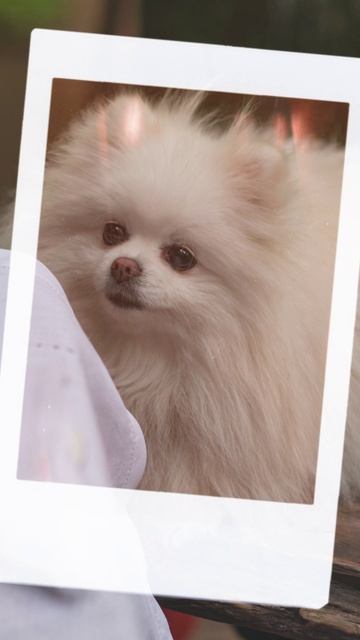 Юша-любимый питомец