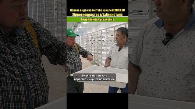 Гидропоника. Вершки или корешки? Узбекистан. #shorts #гидропоника #крс #коровы #узбекистан #молоко