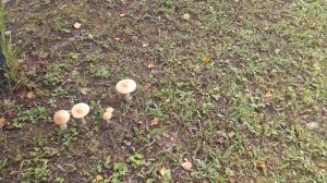 НА ДАЧУ ВТРОЁМ. Огурцов прорва. Поганок кучи