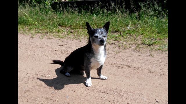 Куриная слепота и козы