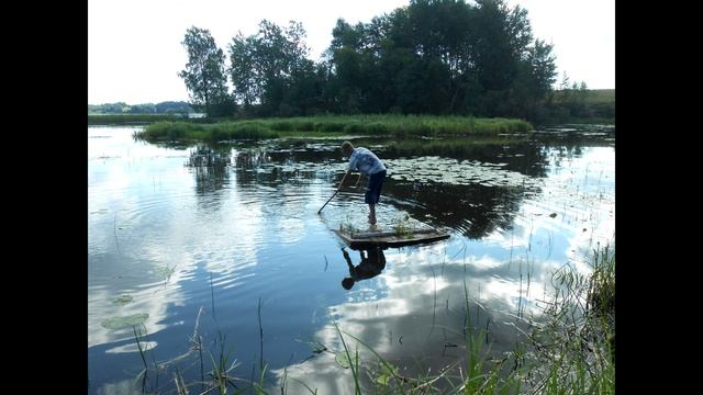 Аир болотный