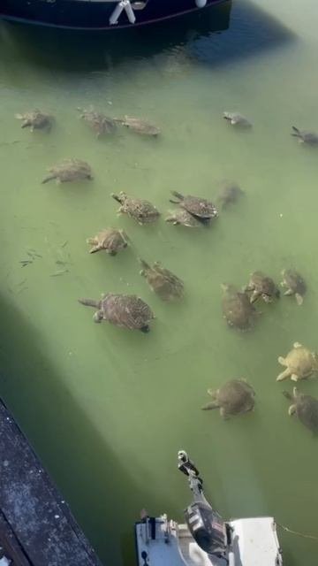 Черепахи в Турции.