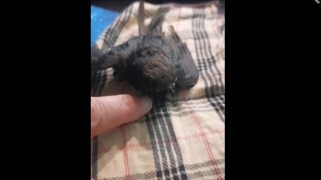 🐦 Чёрный стриж  Apus apus 🌅
