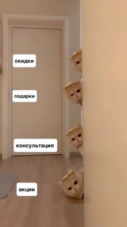 Мяу-новости от котиков!