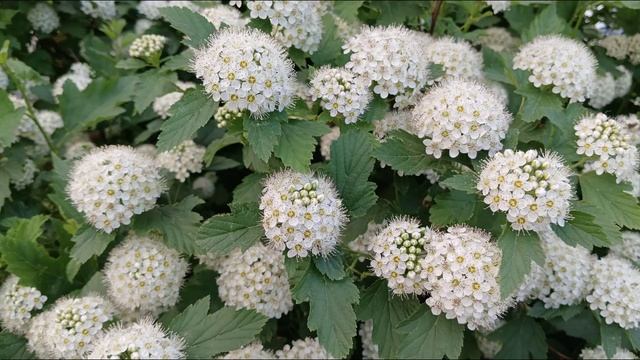 городские зарисовки прогулки-Шмели Цветы лес-симметрии красоты жизнь ПЧЕЛЫ -дорога цветов все