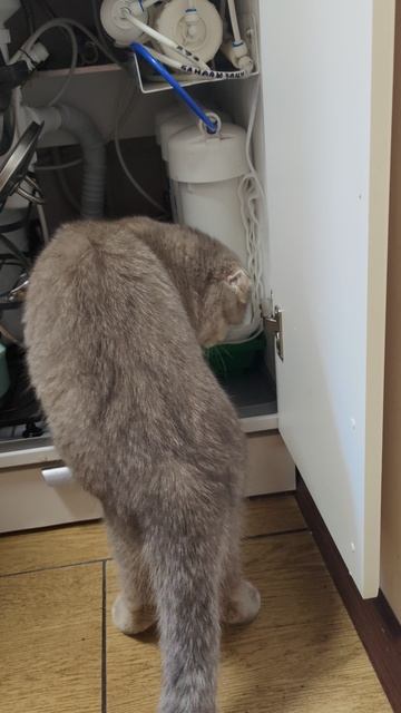 Микис помощник.