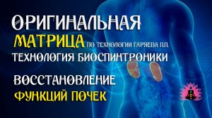 Восстановление функций почек  ⚠️ Оригинальная матрица по технологии Гаряева П.П  ☀️ SoftRadio.ru
