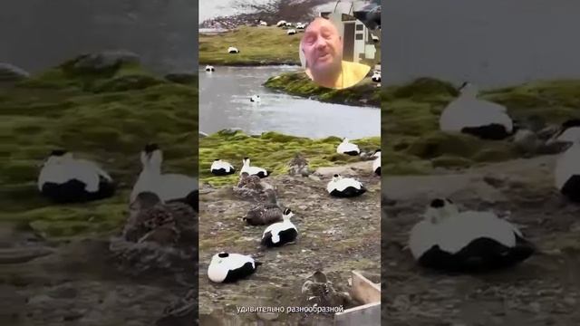 Шпицберген с Виталием Владимировичем Сундаковым!