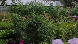 The beautiful sounds of rain in nature. Meditation