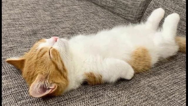 Сонные коты. 😴🐱
