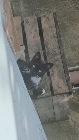 Собрание котиков.