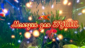 13 июля день рыбака. РЫБКИ и красивая мелодия для души, прекрасная скрипка