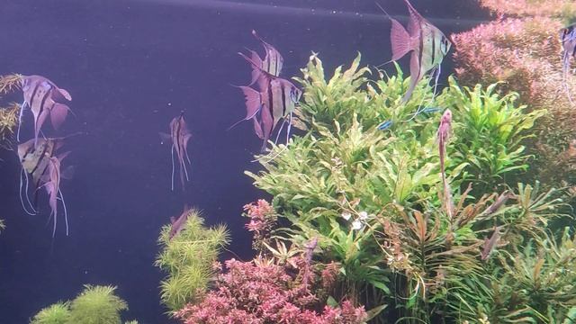 москвариум вднх 23 06 25