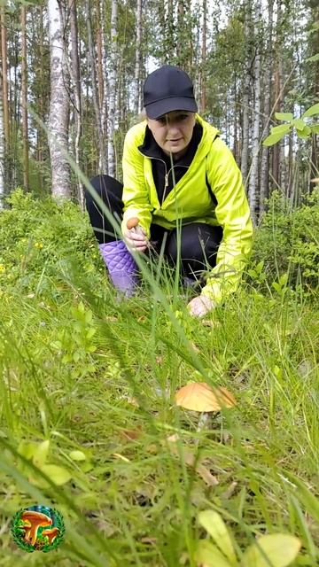 Сбор подосиновиков! Подписчик на тайных тропах)