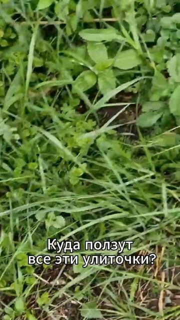 Куда ползут улитки наш логотип