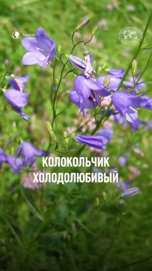 🌺 А какие редкие цветы встречаются в вашем регионе? #природа #цветы #shorts
