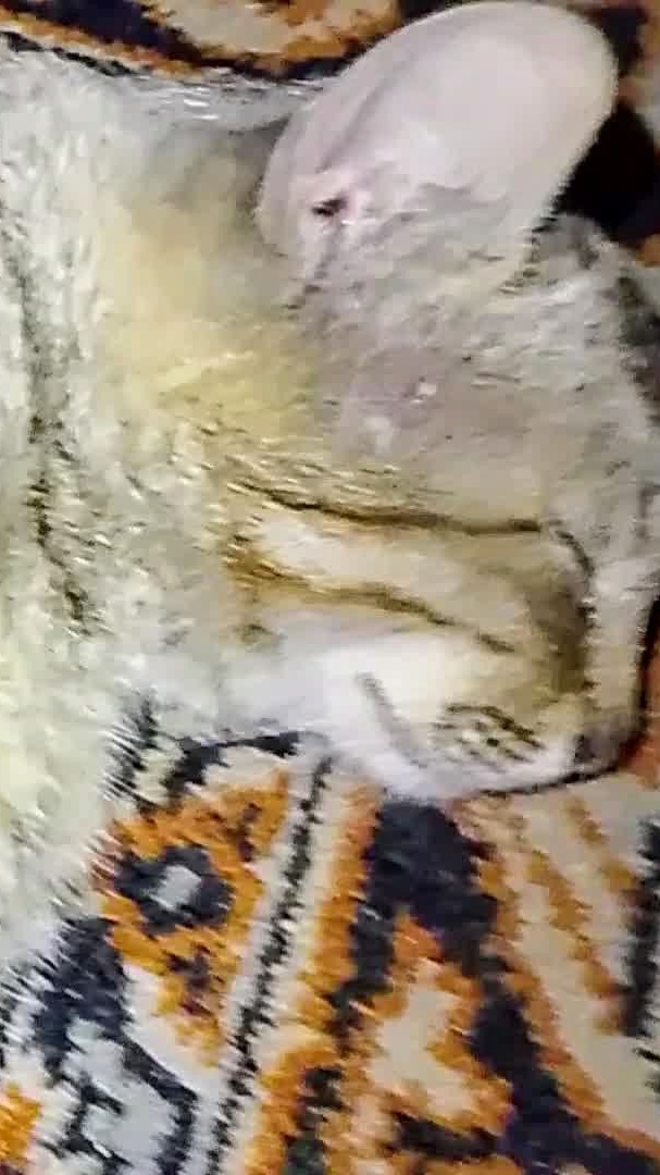 Решение после трёхдневки! Где стоял, там–упал! Максик вернулся!😁😻 #кошки #cat #прикольныекоты #кот