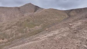 🦌 Антилопий бэби-бум в Синьцзяне