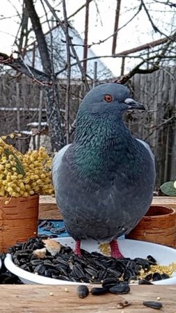 Голубь позирует на камеру