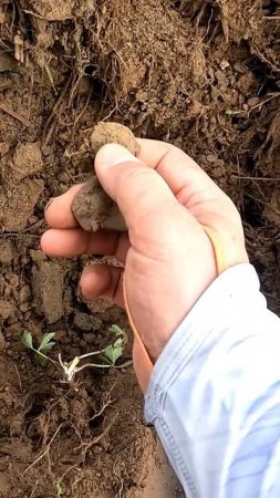 Нашли неведомое нечто #shorts #нашли #неведомоенечто  #metaldetecting #металлоискатель