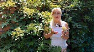 Волшебная ночь Ивана Купалы