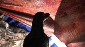 sUPEREDS 3 crows video 2025